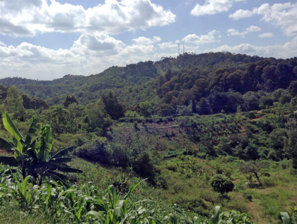 The Mau Forest -Kenya – Network of African Women Environmentalists